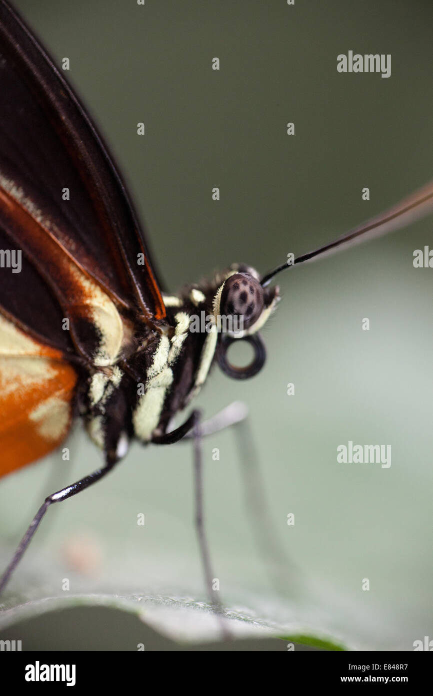 Butterfly legs close up hi-res stock photography and images - Alamy