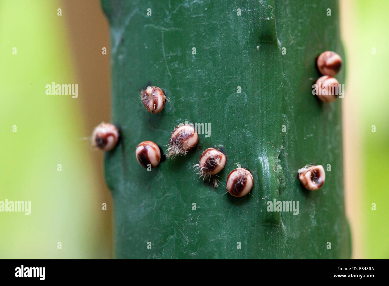 Small eggs of a butterfly Stock Photo - Alamy