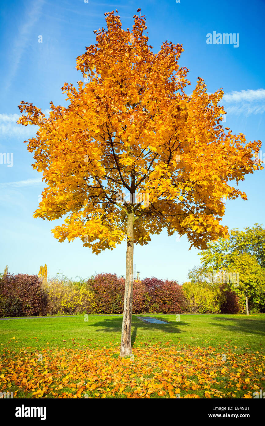 Tree with fall foliage hi-res stock photography and images - Alamy