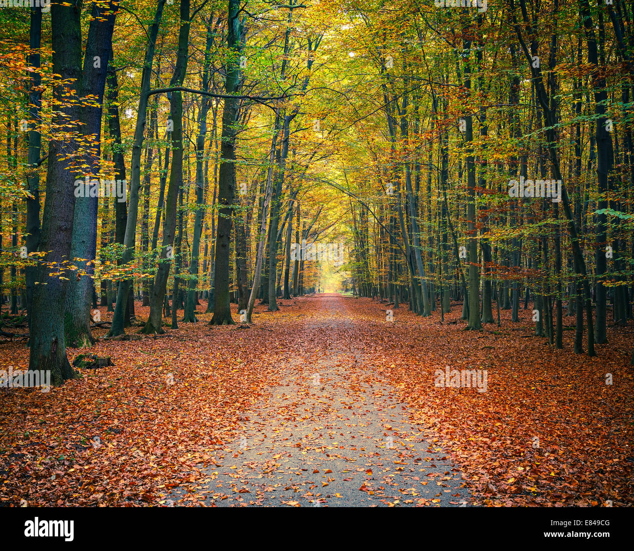 Fall forest park path hi-res stock photography and images - Alamy