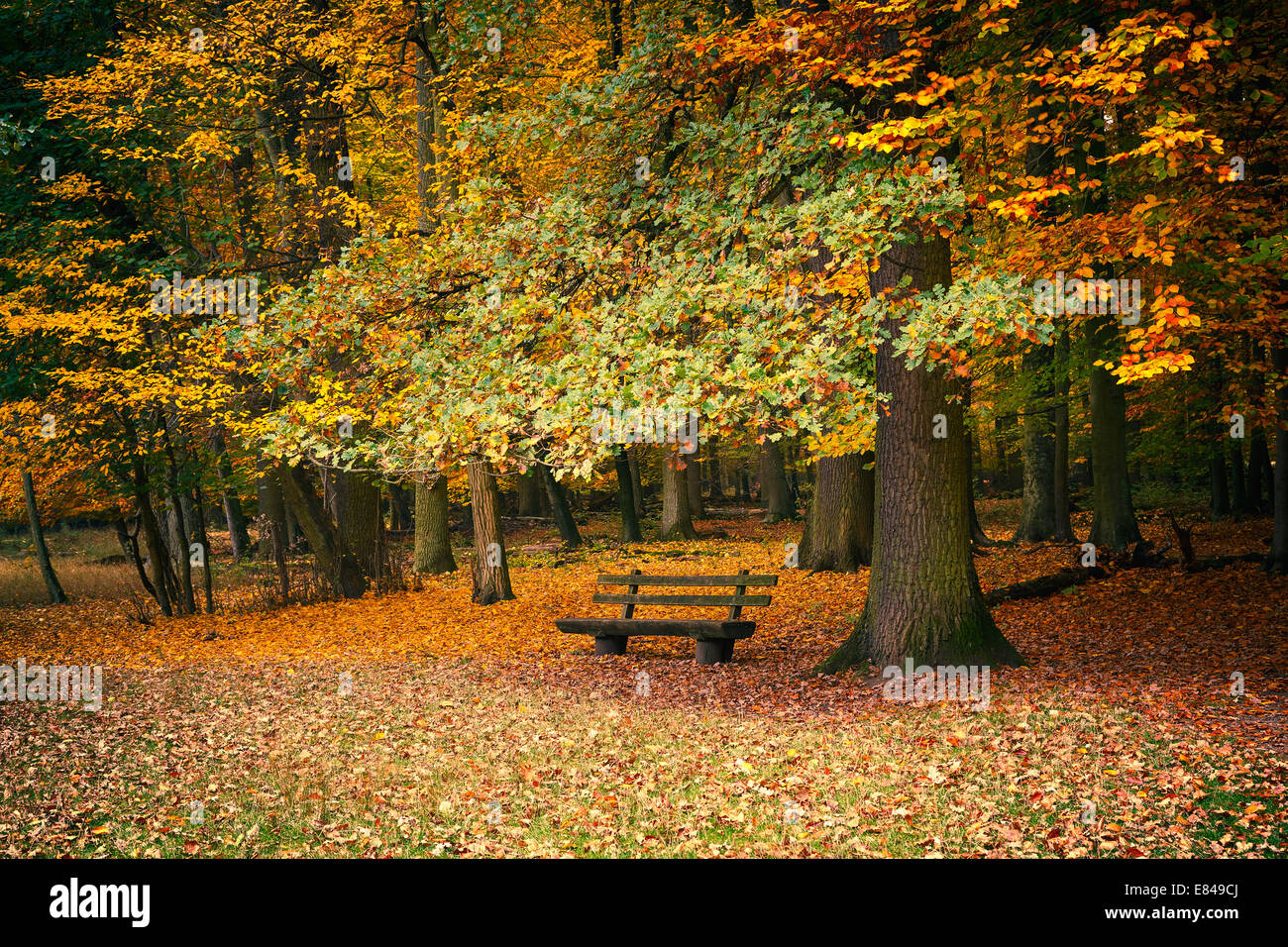 Oak tree bench hi-res stock photography and images - Alamy