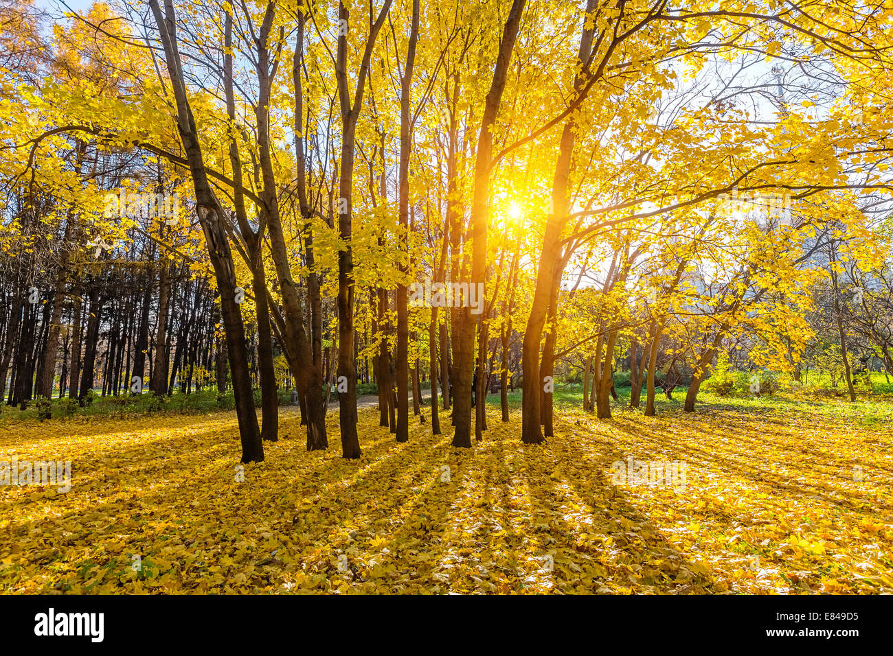 Sunny autumn park Stock Photo - Alamy
