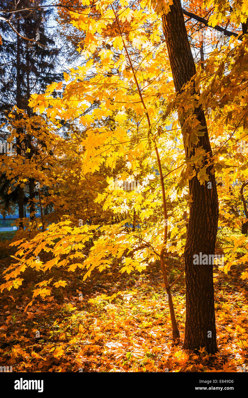 Tree season park hi-res stock photography and images - Alamy