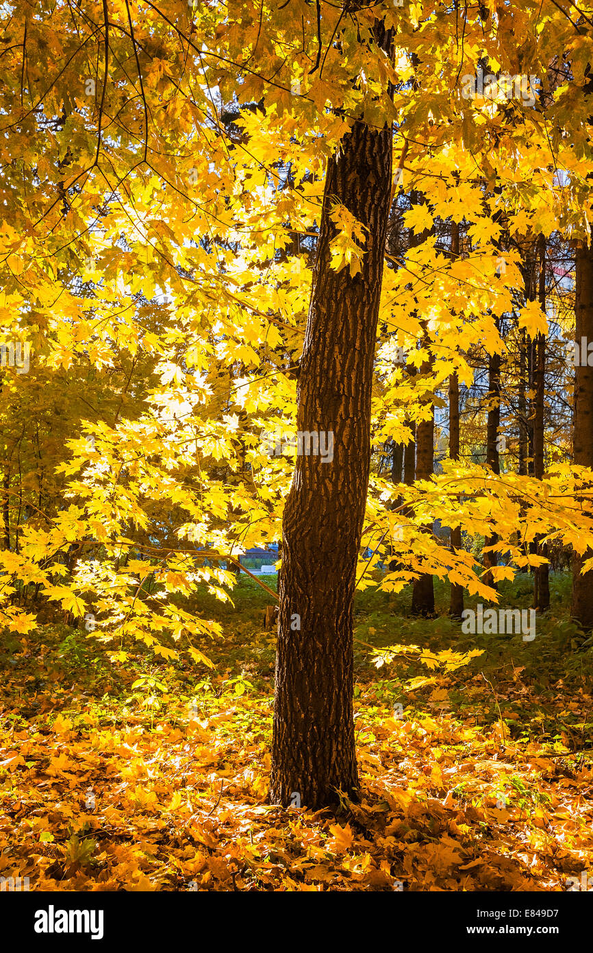 Tree season park hi-res stock photography and images - Alamy