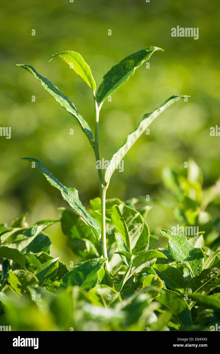 Camellia sinensis tea plant hi-res stock photography and images - Alamy
