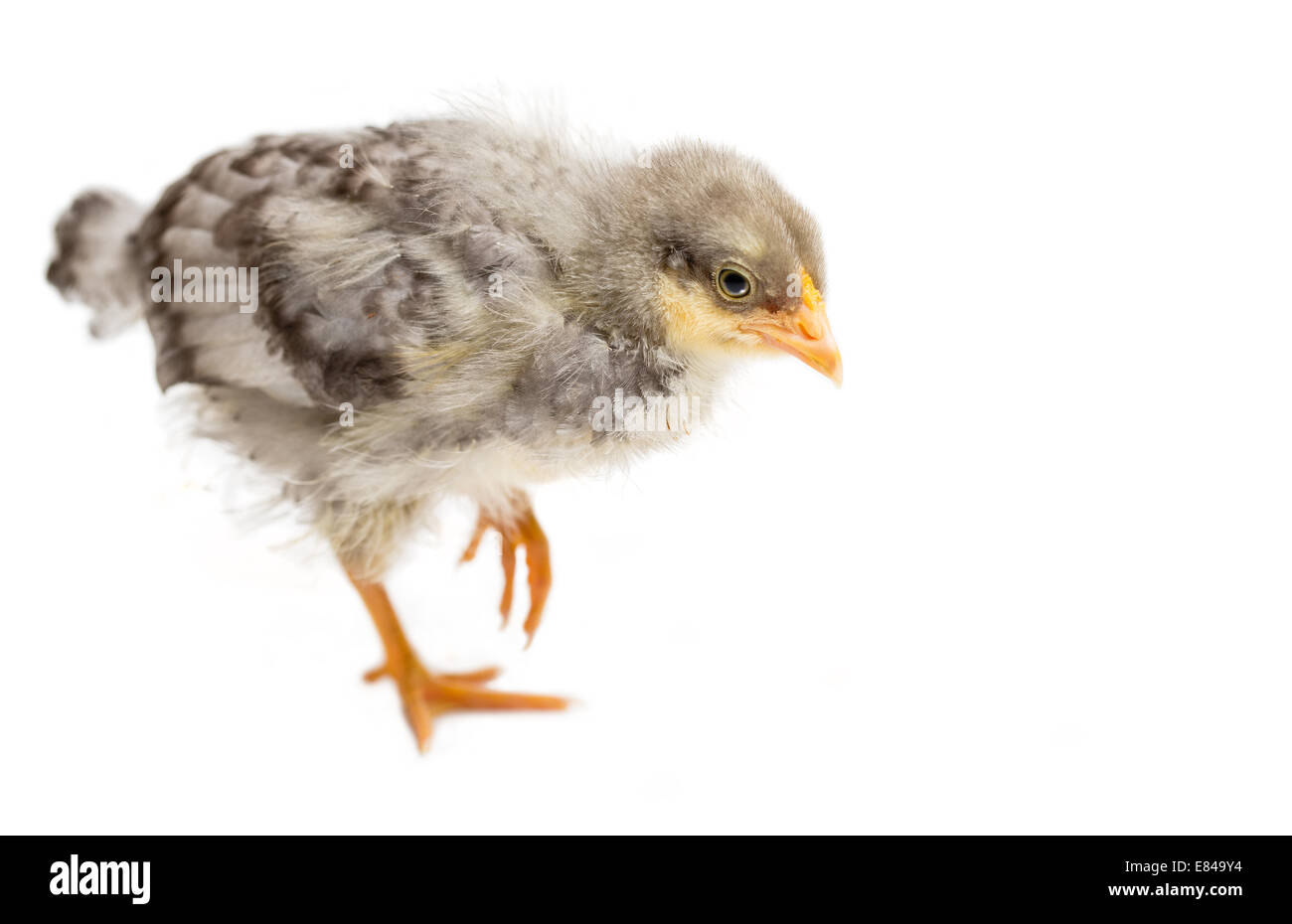 Chick/ baby chicken walking on isolated background Stock Photo - Alamy