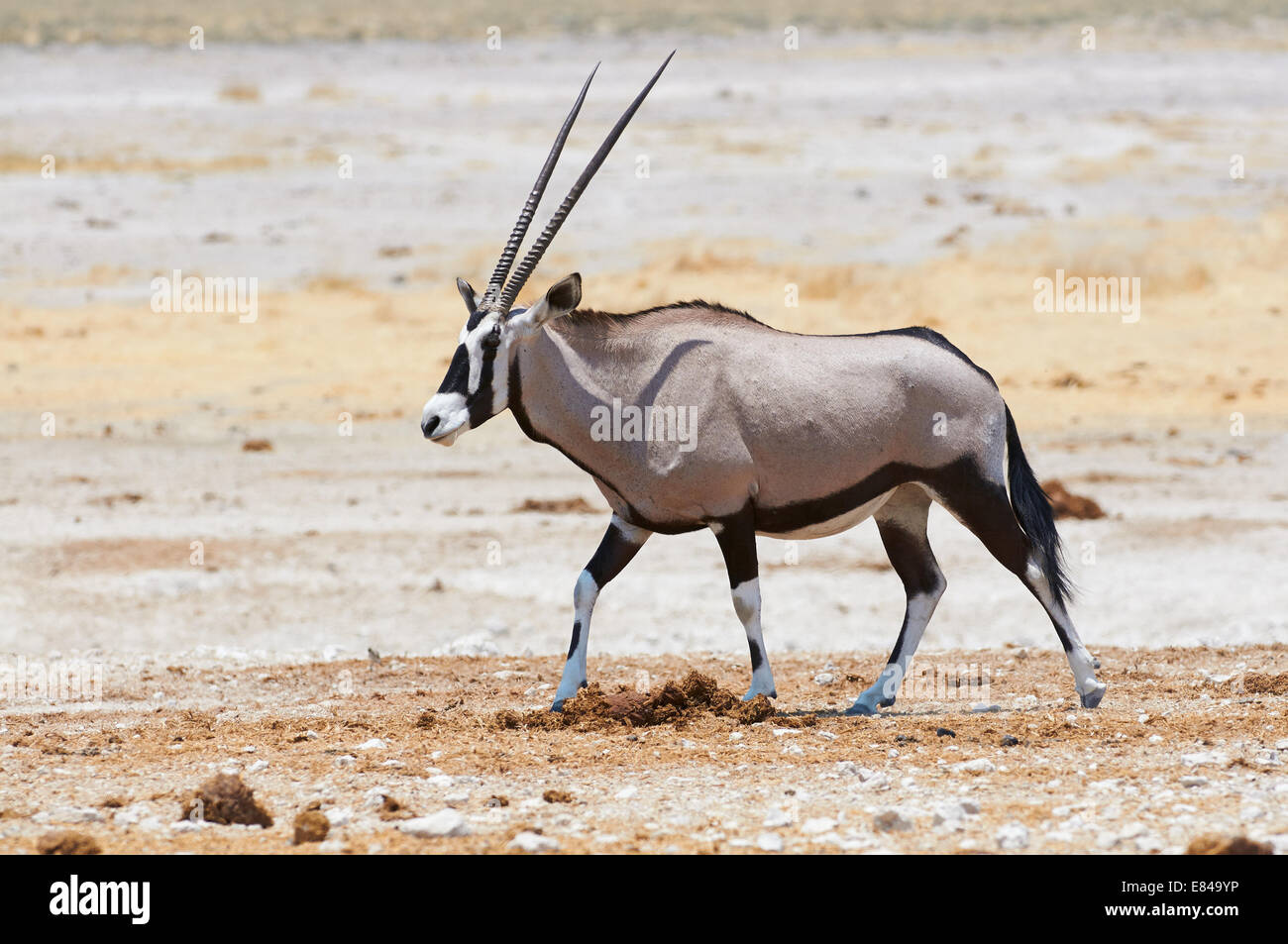 Exotic horned animal hi-res stock photography and images - Alamy