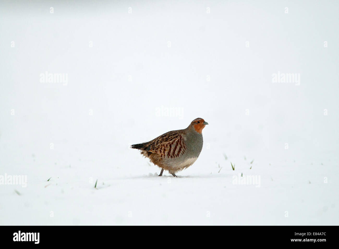 Grey Partridge Perdix perdx in snow Norfolk winter Stock Photo - Alamy