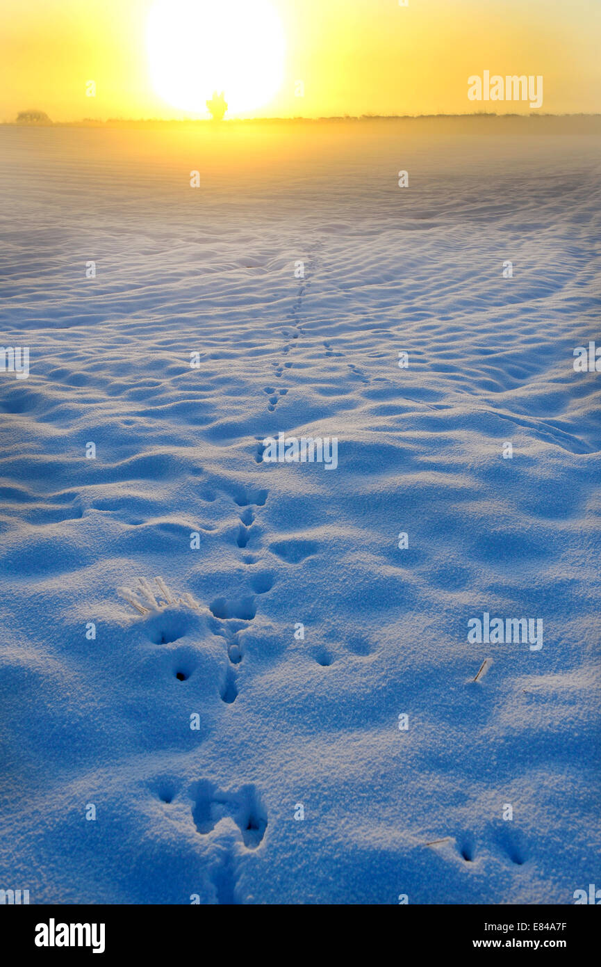 Hare tracks hi-res stock photography and images - Alamy
