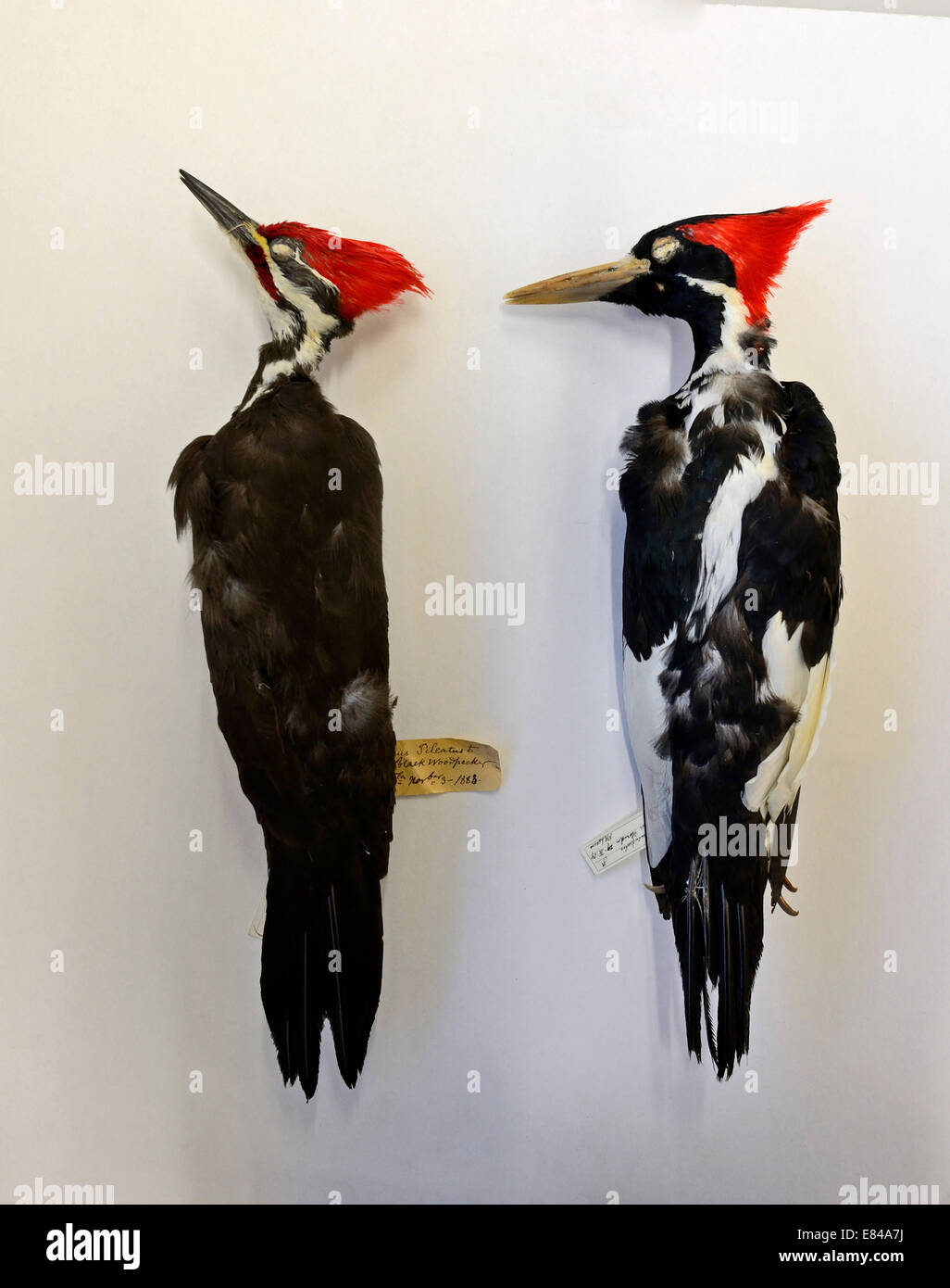 Ivory-billed Woodpecker male (extincy) on right Pileated Woodpecker ...