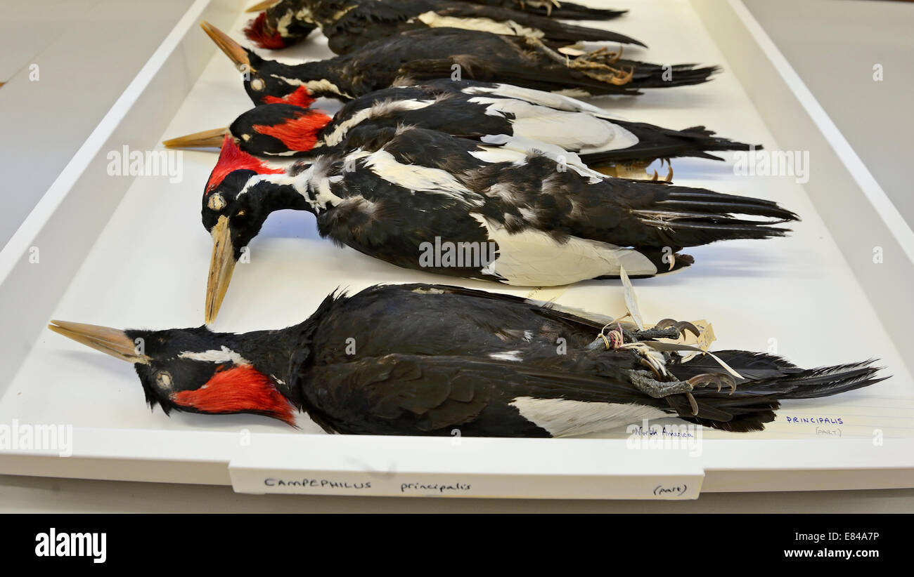 The ivory billed woodpecker hi-res stock photography and images - Alamy