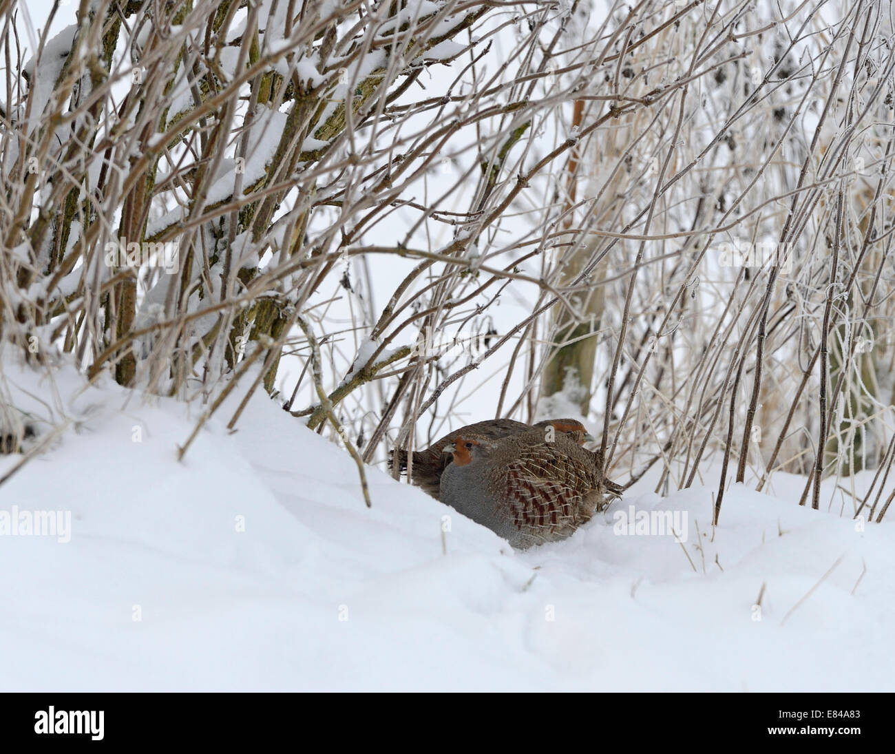Grey partridge in snow perdix hi-res stock photography and images - Alamy
