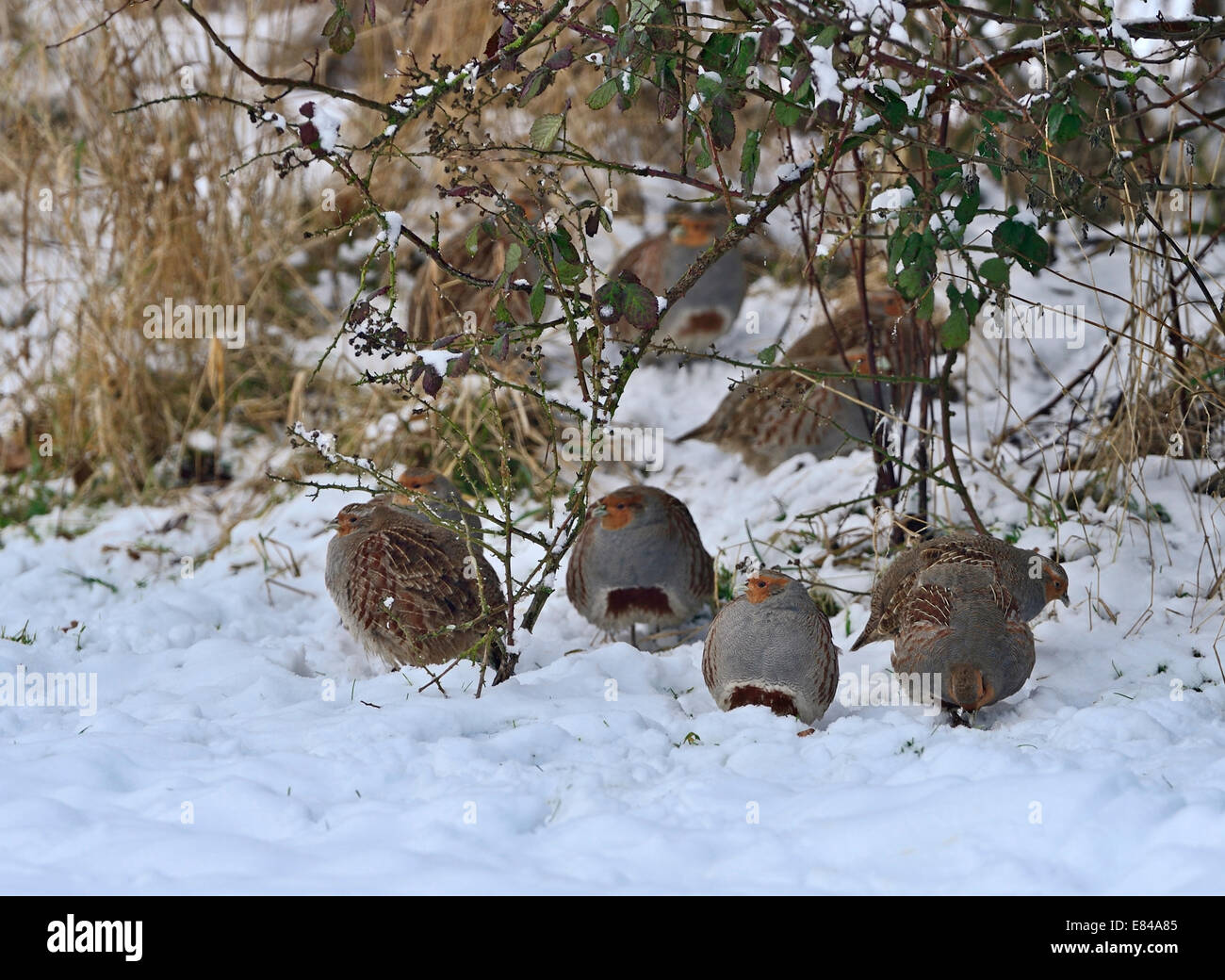 Partridge bird hi-res stock photography and images - Alamy