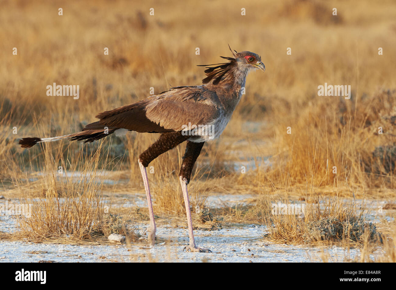 Bird raptor etosha hi-res stock photography and images - Alamy
