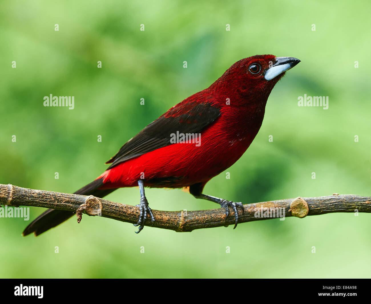 Crimson backed Tanager in a rainforest in Panama Stock Photo - Alamy