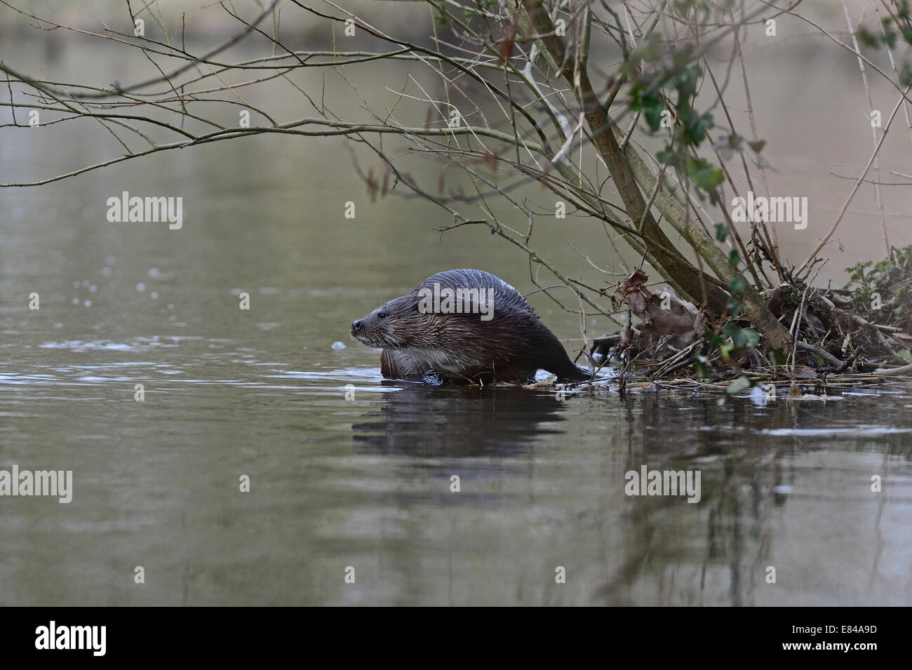 Otter Lutra lutra River Thet Norfolk Stock Photo - Alamy