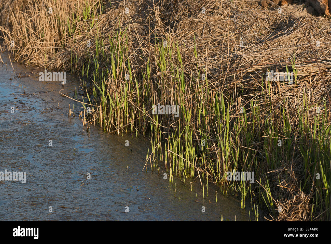 New reed growth Cley Norfolk early spring Stock Photo - Alamy