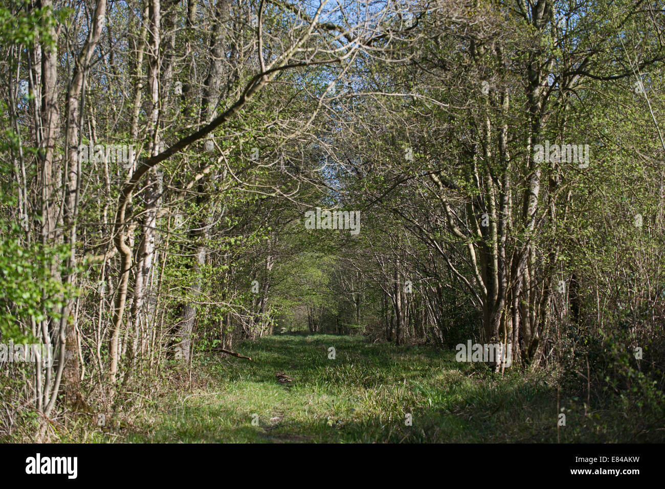Foxley Wood National Nature Reserve and Norfolk Wildlife Trust Reserve ...