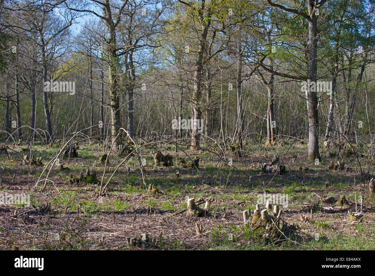Foxley Wood National Nature Reserve and Norfolk Wildlife Trust Reserve ...
