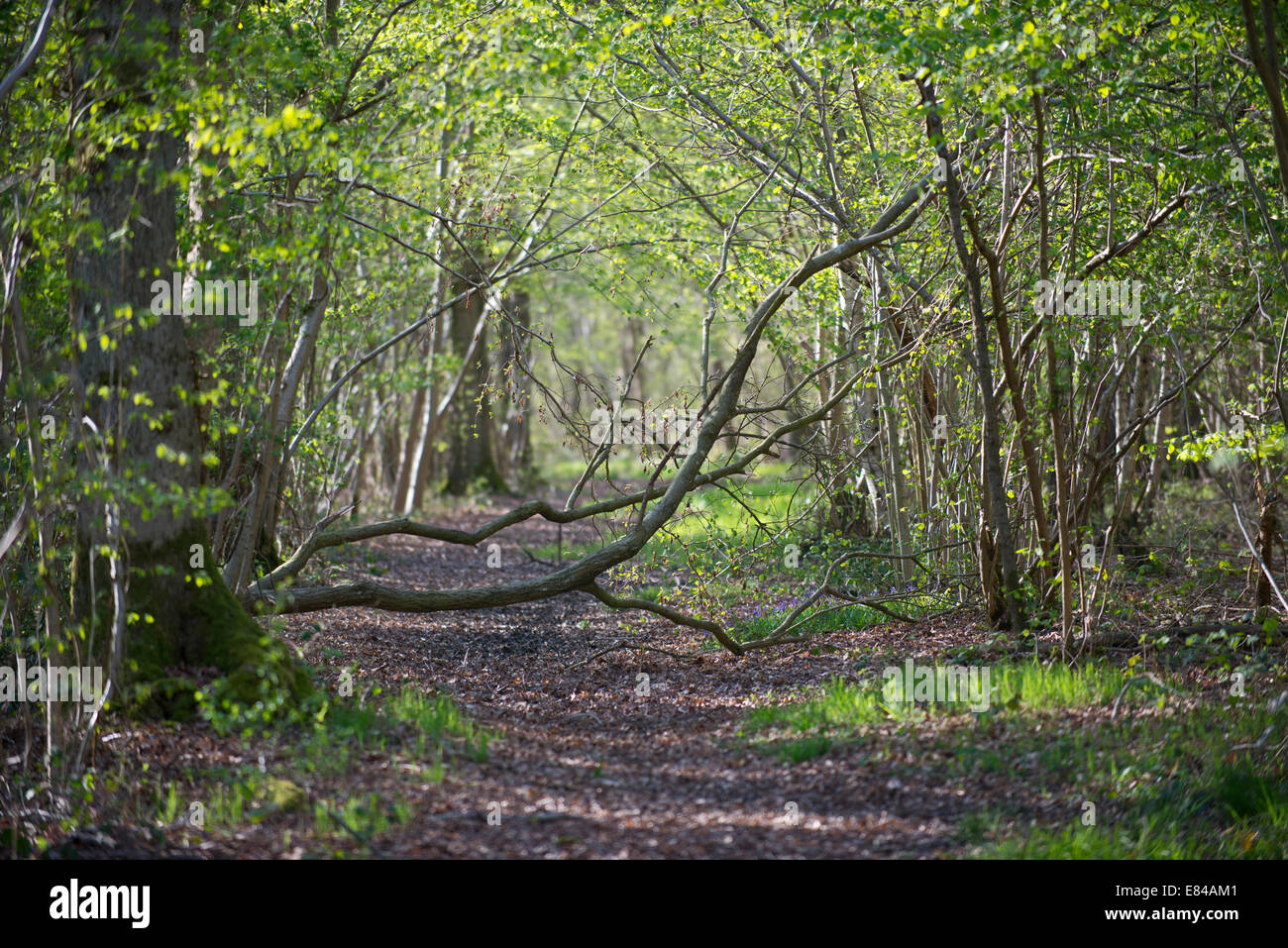 Foxley wood woodland spring norfolk hi-res stock photography and images ...