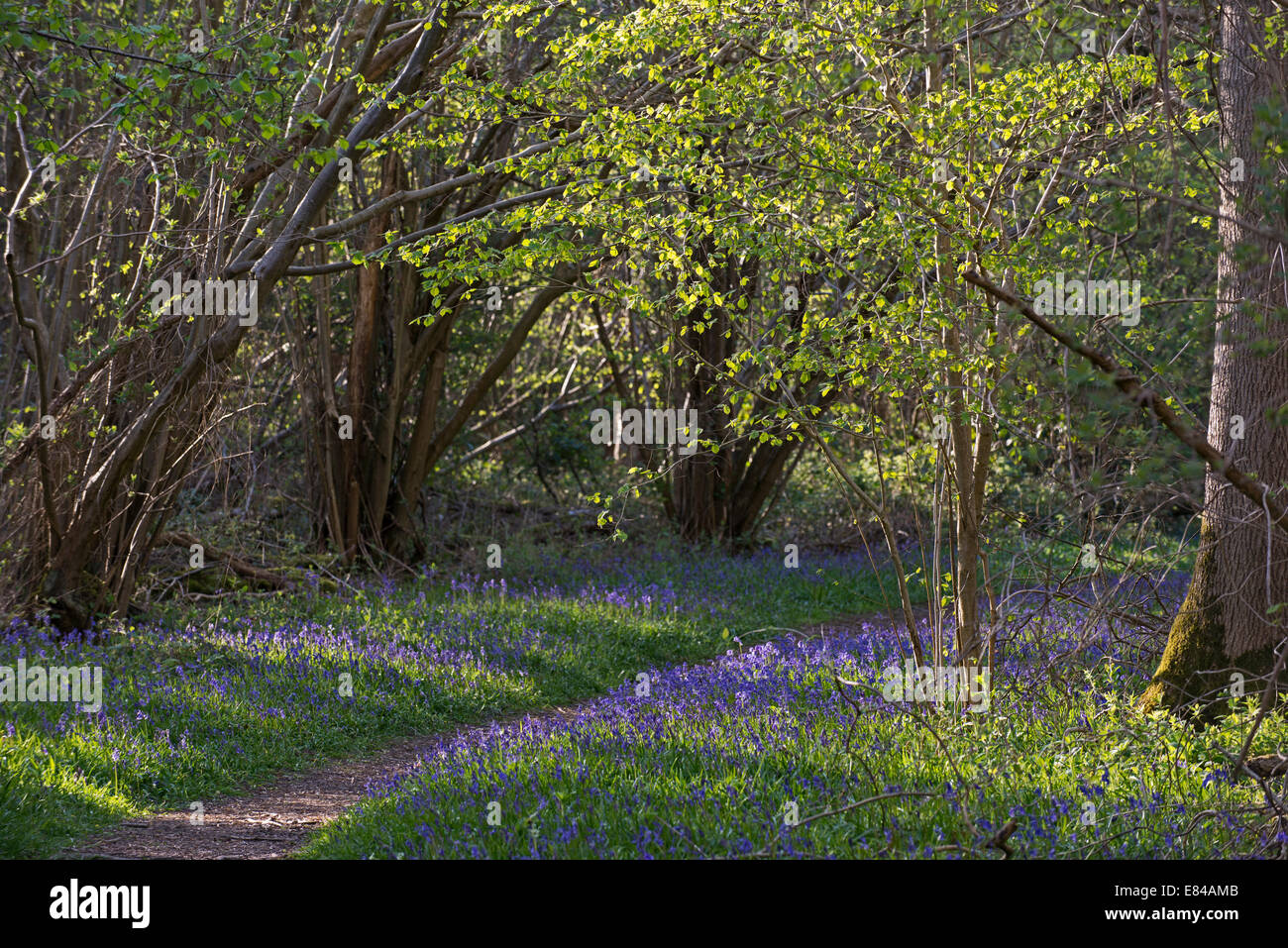 Foxley wood woodland spring norfolk hi-res stock photography and images ...