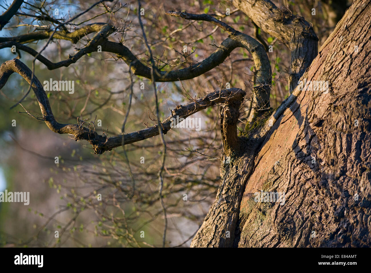 Tree trees forest wood woodland pollard pollarded oak oaks hi-res stock ...