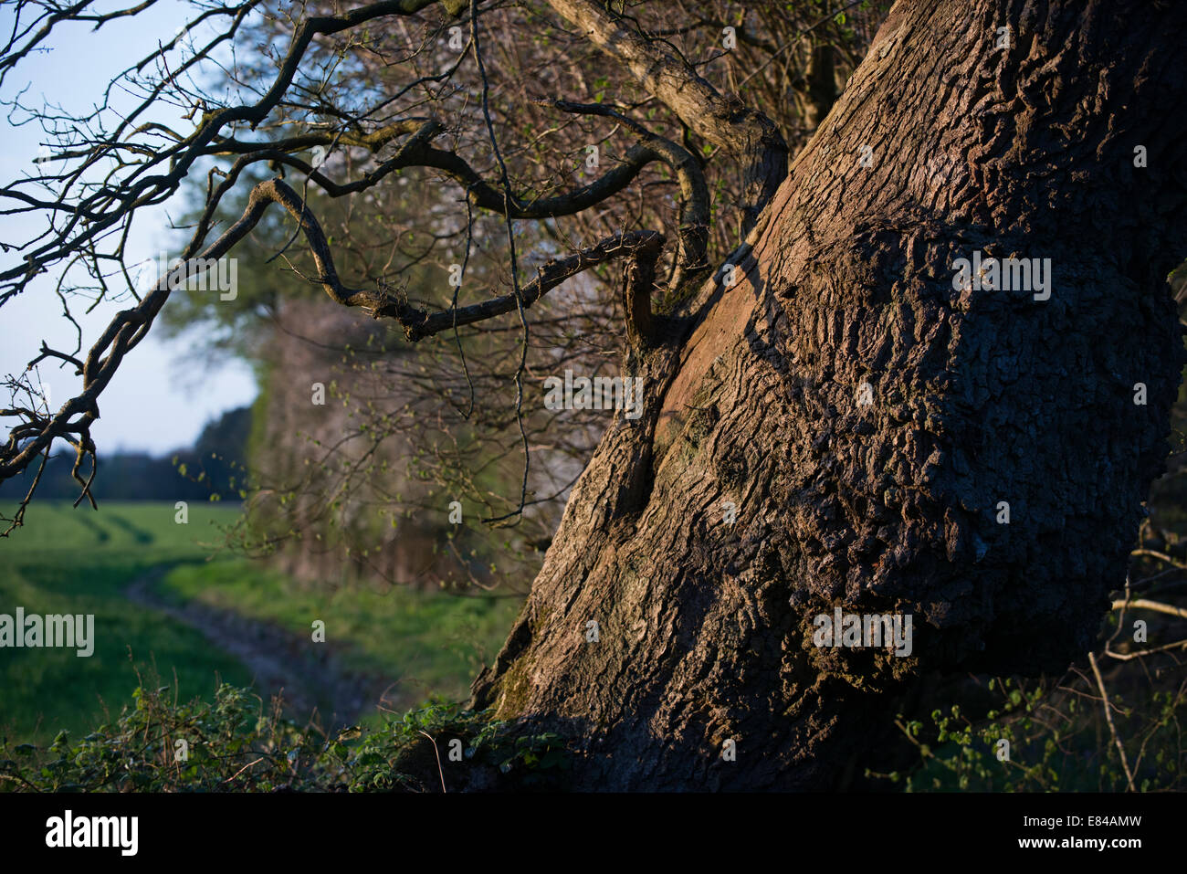 Ancient pollarded Oak in Thursford Wood North Norfolk early spring ...