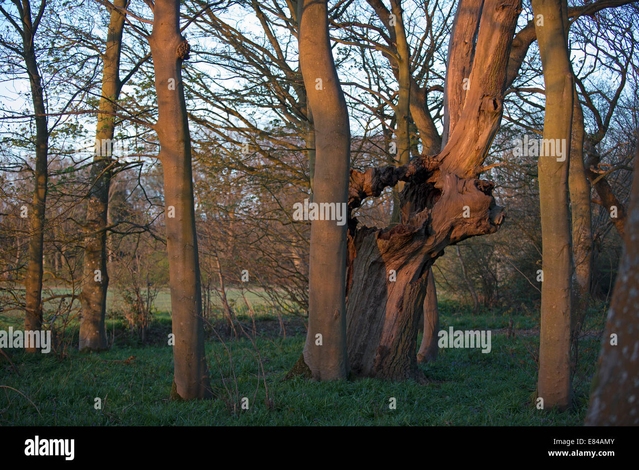 Tree trees forest wood woodland pollard pollarded oak oaks hi-res stock ...