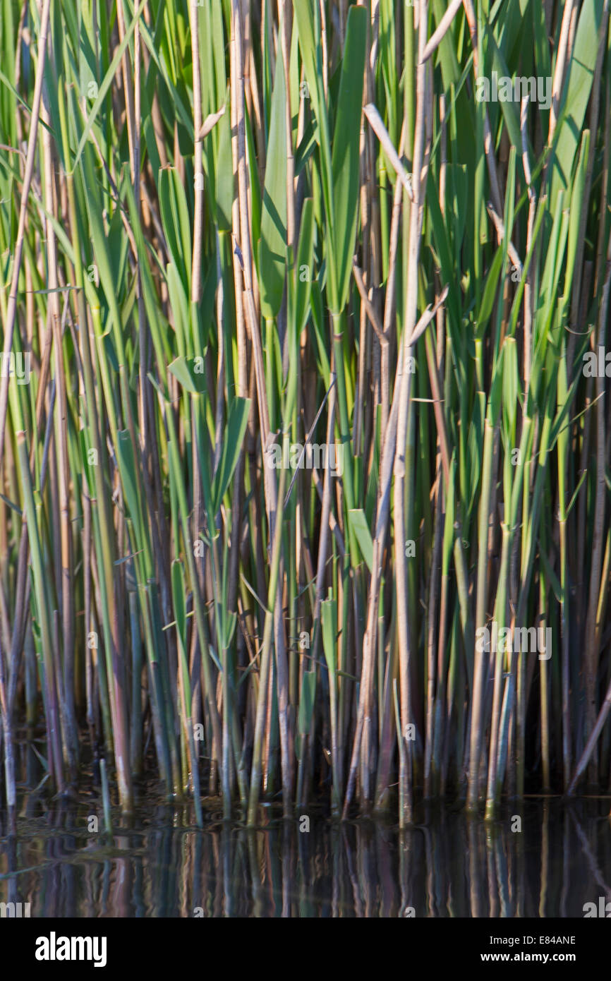 Reed shoots hi-res stock photography and images - Alamy