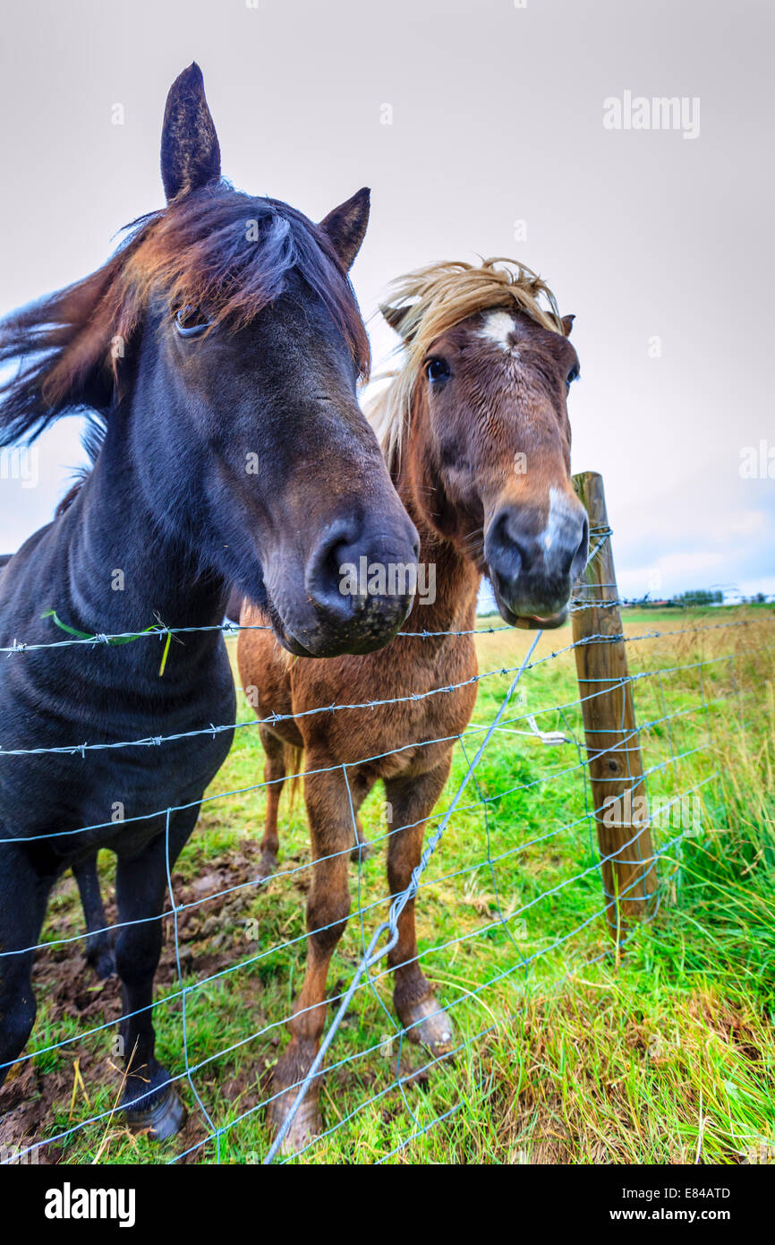 Icelandic Ponies on a farm in Iceland Stock Photo - Alamy
