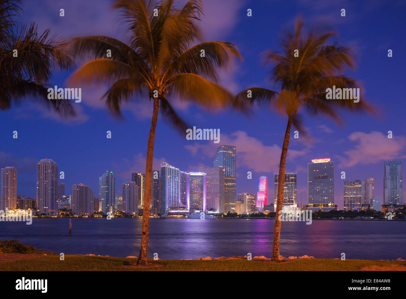 PALM TREES WATSON ISLAND DOWNTOWN SKYLINE BISCAYNE BAY MIAMI FLORIDA ...