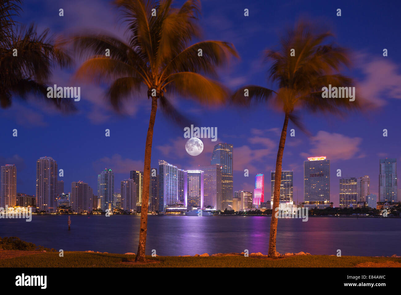 PALM TREES WATSON ISLAND DOWNTOWN SKYLINE BISCAYNE BAY MIAMI FLORIDA ...