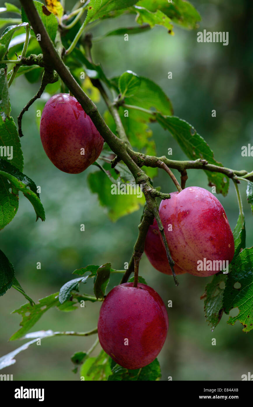 Plum tree autumn hi-res stock photography and images - Alamy