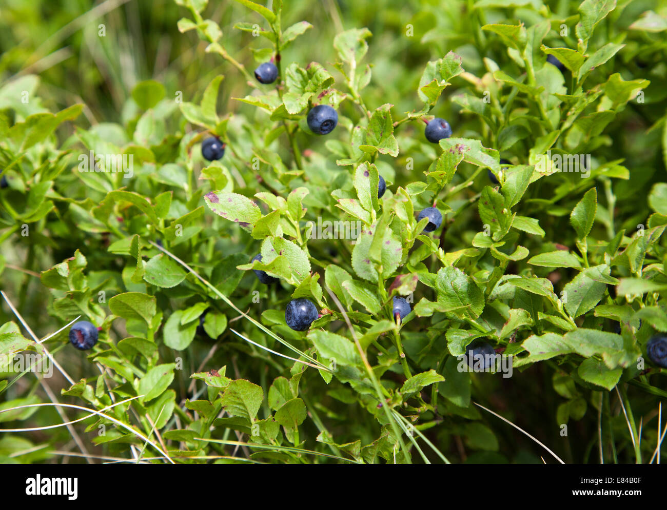 Close-up of wild growing blueberry bush with berries Stock Photo - Alamy