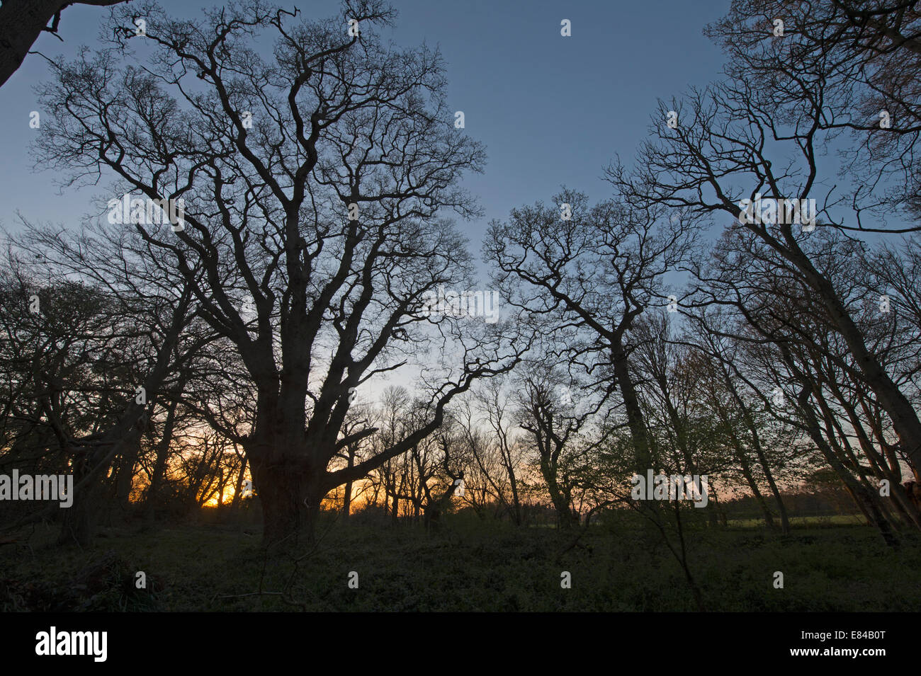 Tree trees forest wood woodland pollard pollarded oak oaks hi-res stock ...
