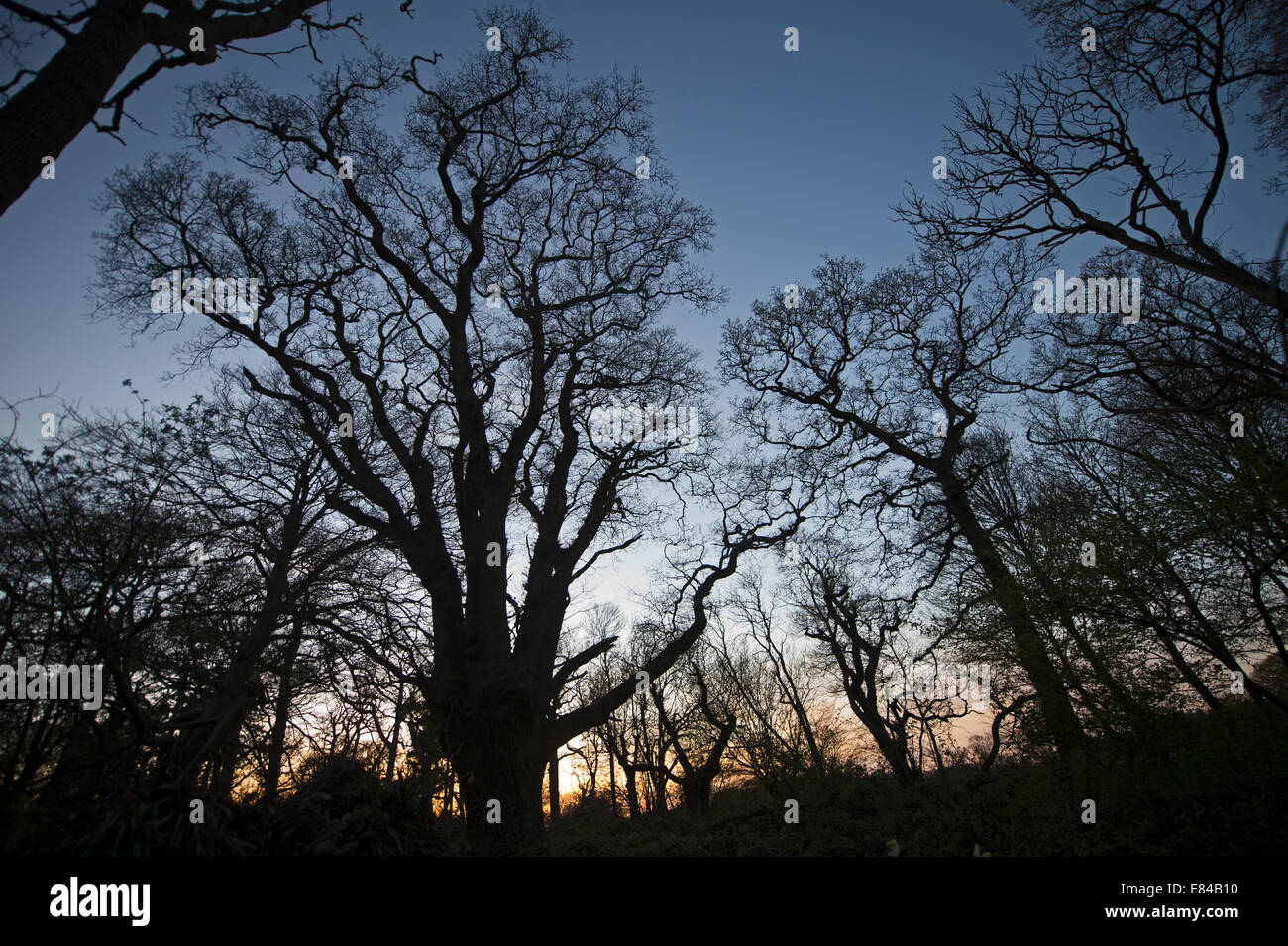 Tree trees forest wood woodland pollard pollarded oak oaks hi-res stock ...