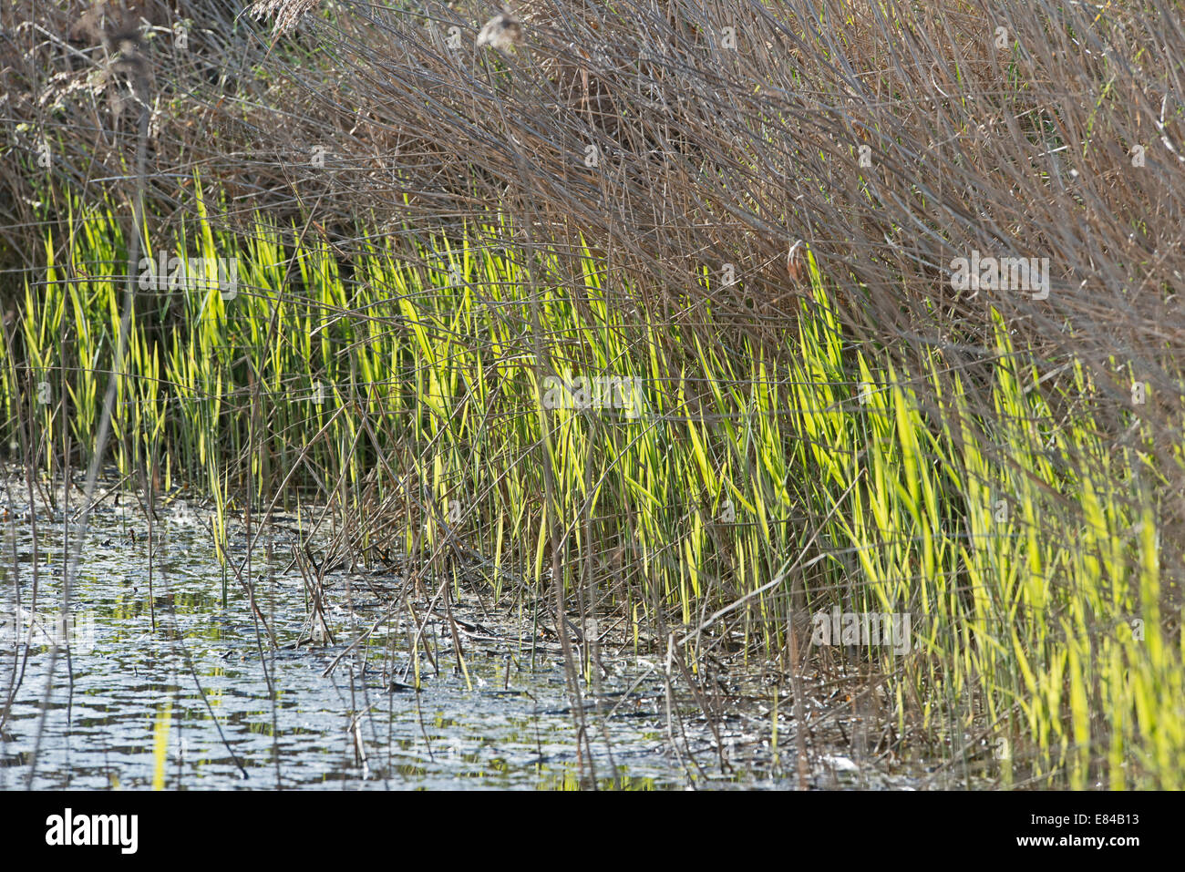 Early spring reed growth at Cley Norfolk Stock Photo - Alamy