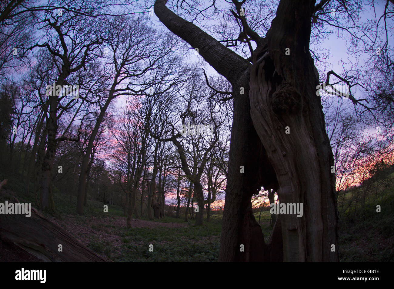 Ancient pollard hi-res stock photography and images - Alamy