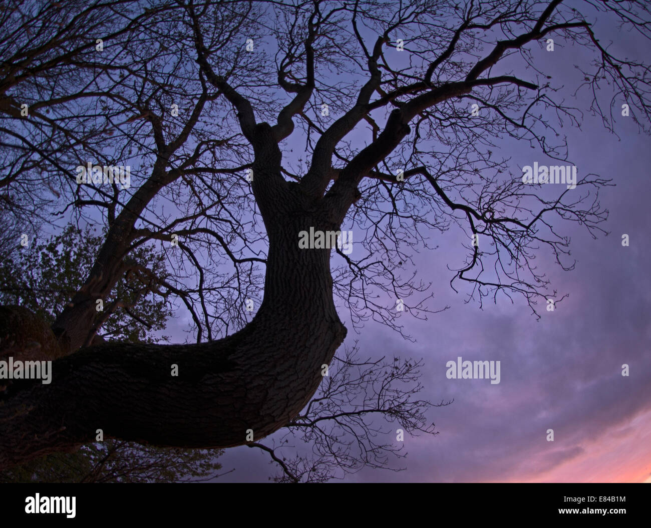 Tree trees forest wood woodland pollard pollarded oak oaks hi-res stock ...
