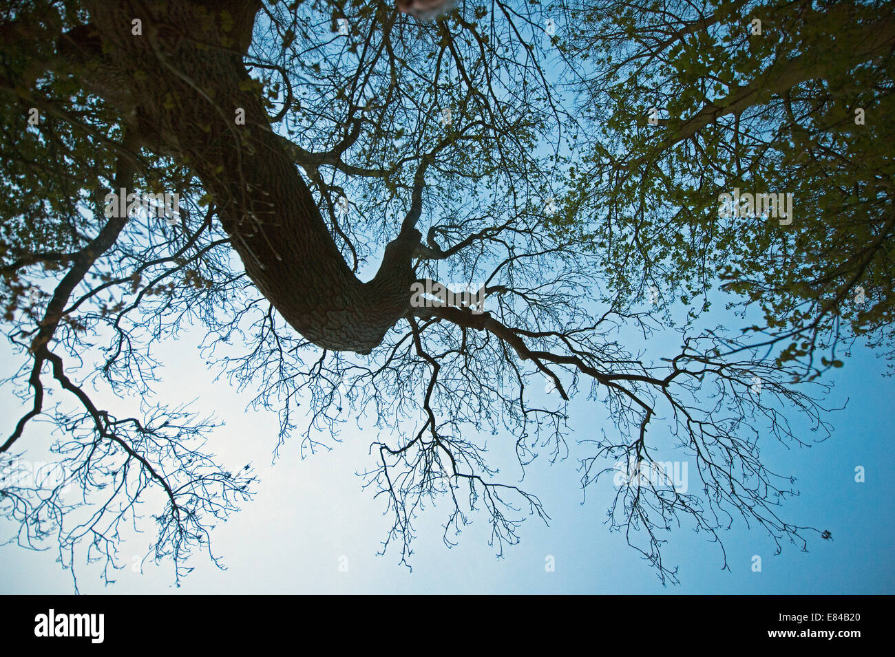 Tree trees forest wood woodland pollard pollarded oak oaks hi-res stock ...