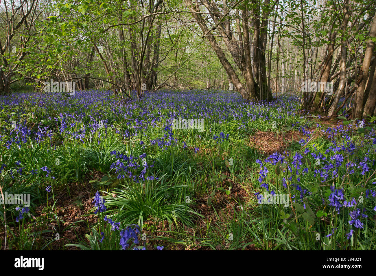 Bluebells Hyacinthoides non-scripta Foxley Wood NNR & Norfolk Wildlife ...