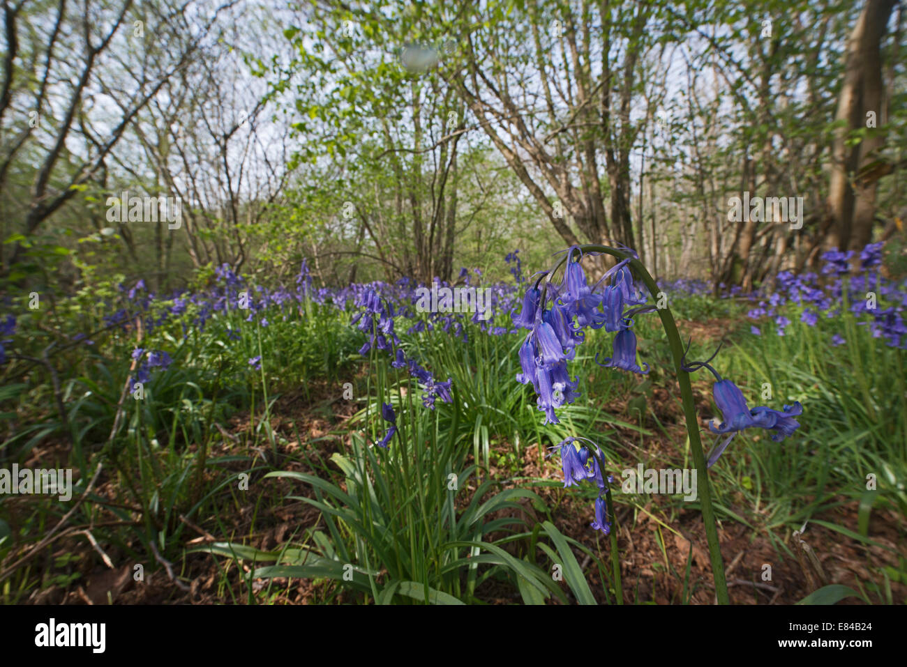 Bluebells Hyacinthoides non-scripta Foxley Wood NNR & Norfolk Wildlife ...