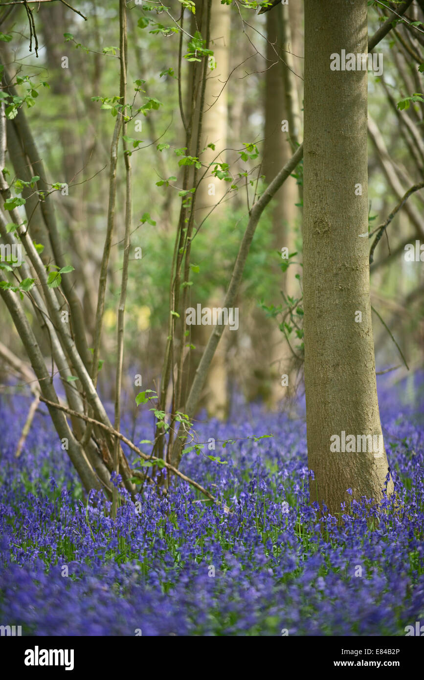 Plant flower woodland wood forest norfolk hi-res stock photography and ...