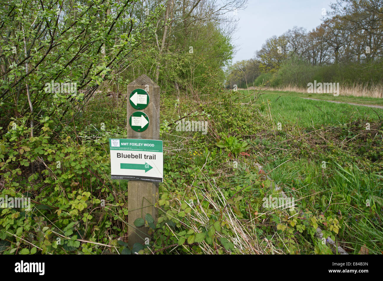 Foxley Wood Norfolk Wildlife Trust Reserve Norfolk Stock Photo - Alamy