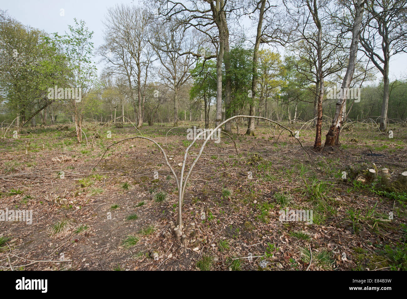 Foxley wood nature norfolk hi-res stock photography and images - Alamy