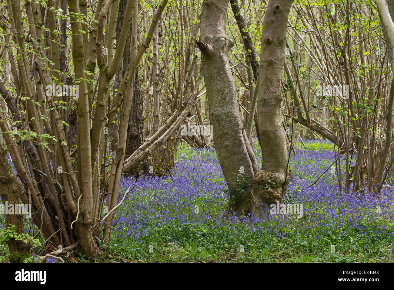 Foxley wood woodland spring norfolk hi-res stock photography and images ...
