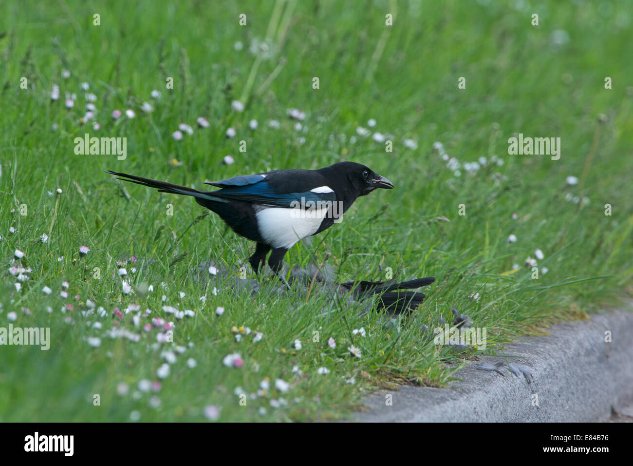 Mr Magpie