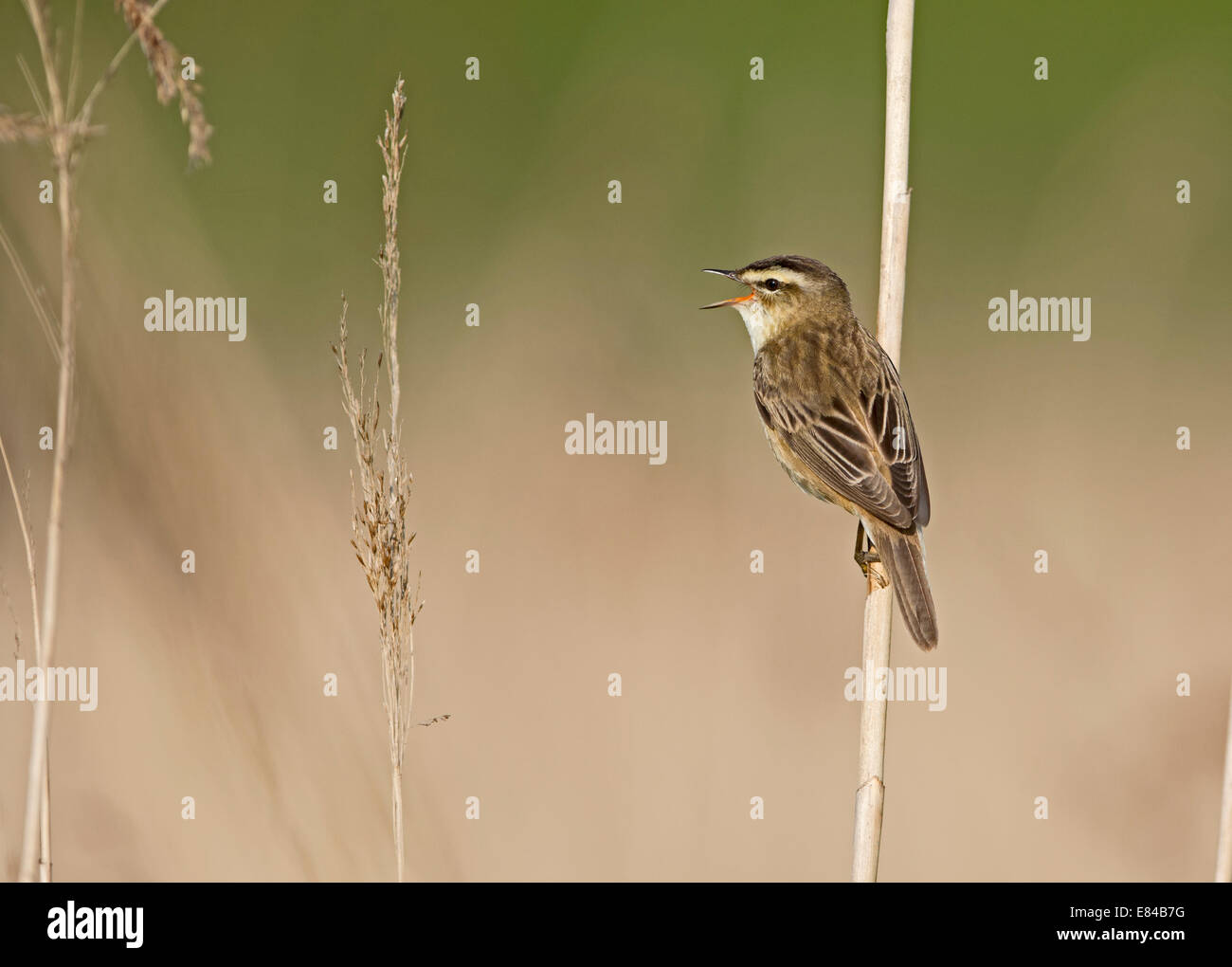 Sedge Warbler Acrocephalus schoenobaenus in song Cley NWT Norfolk May ...