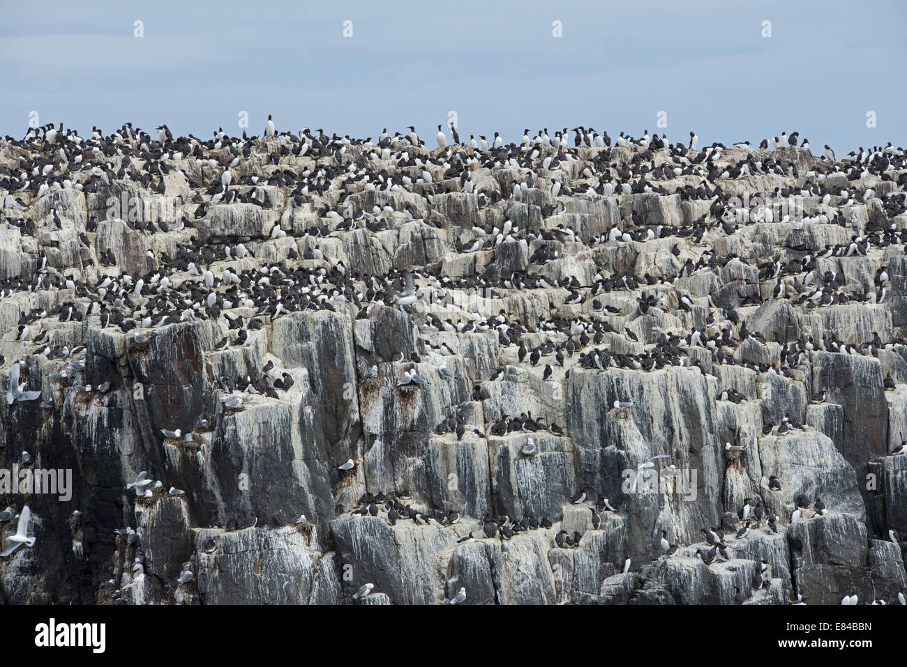 Common Guillemot (common murre) Uria aalge colony on Staple Island ...