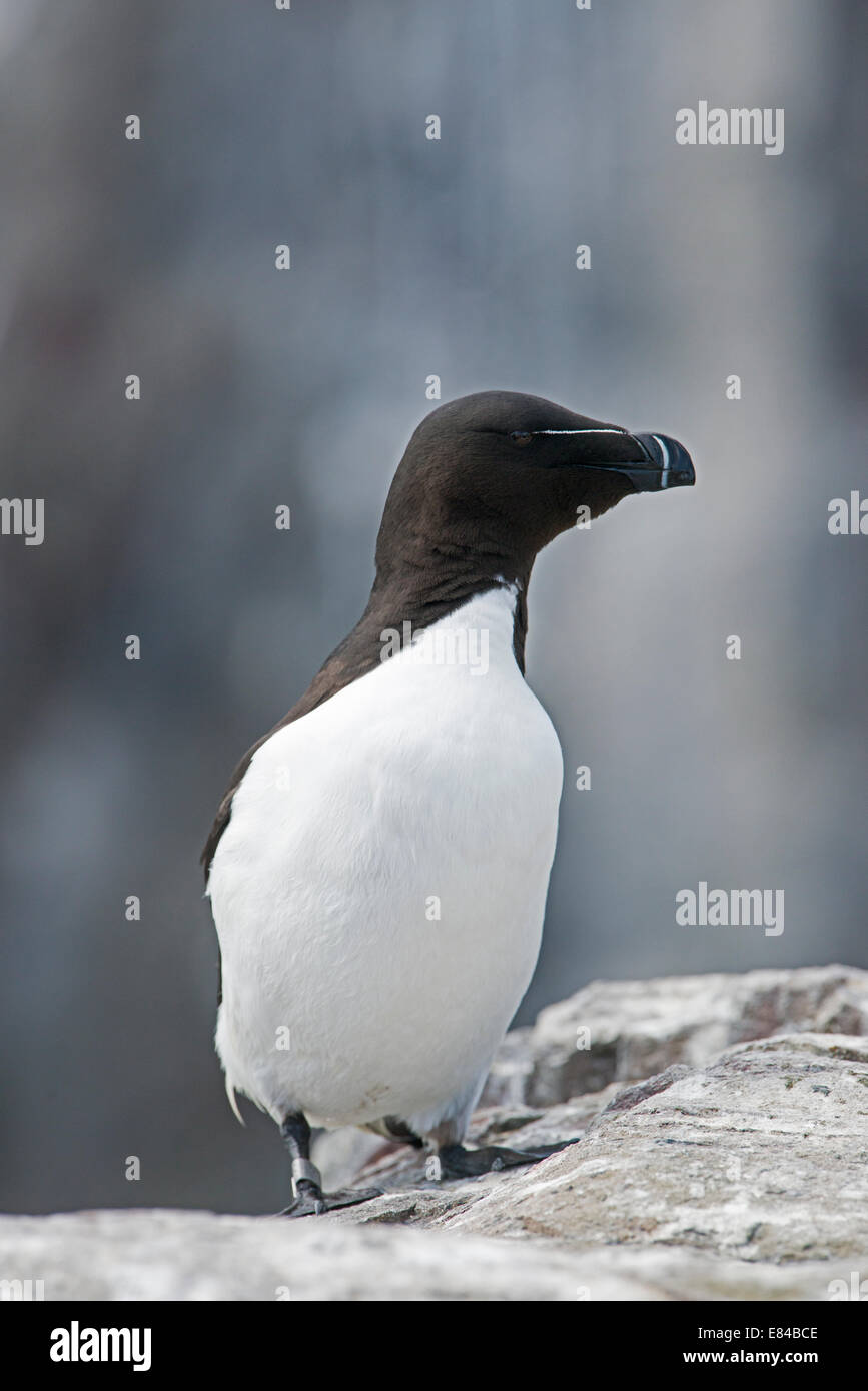 Razorbill Alca torda Staple Island Farne Islands Northumberland Stock ...